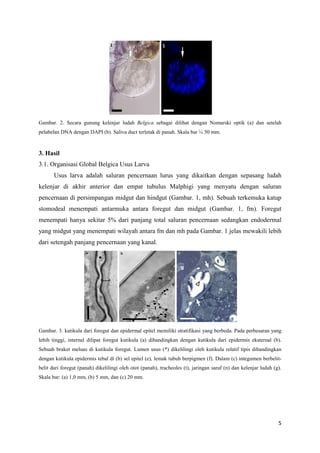 ALIMENTARY CANAL SERANGGA | PDF