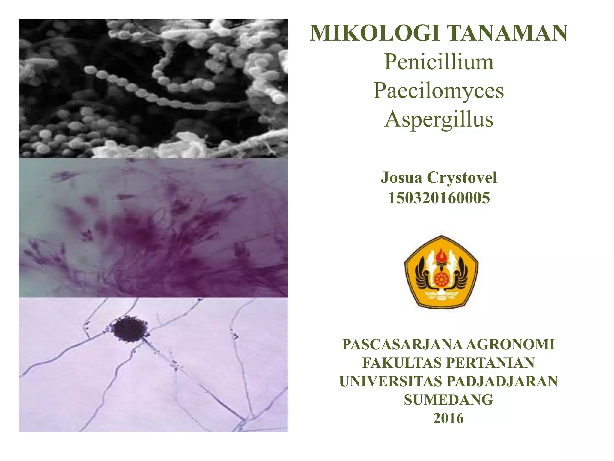 Penicillium Paecilomyces Aspergillus | PPTX