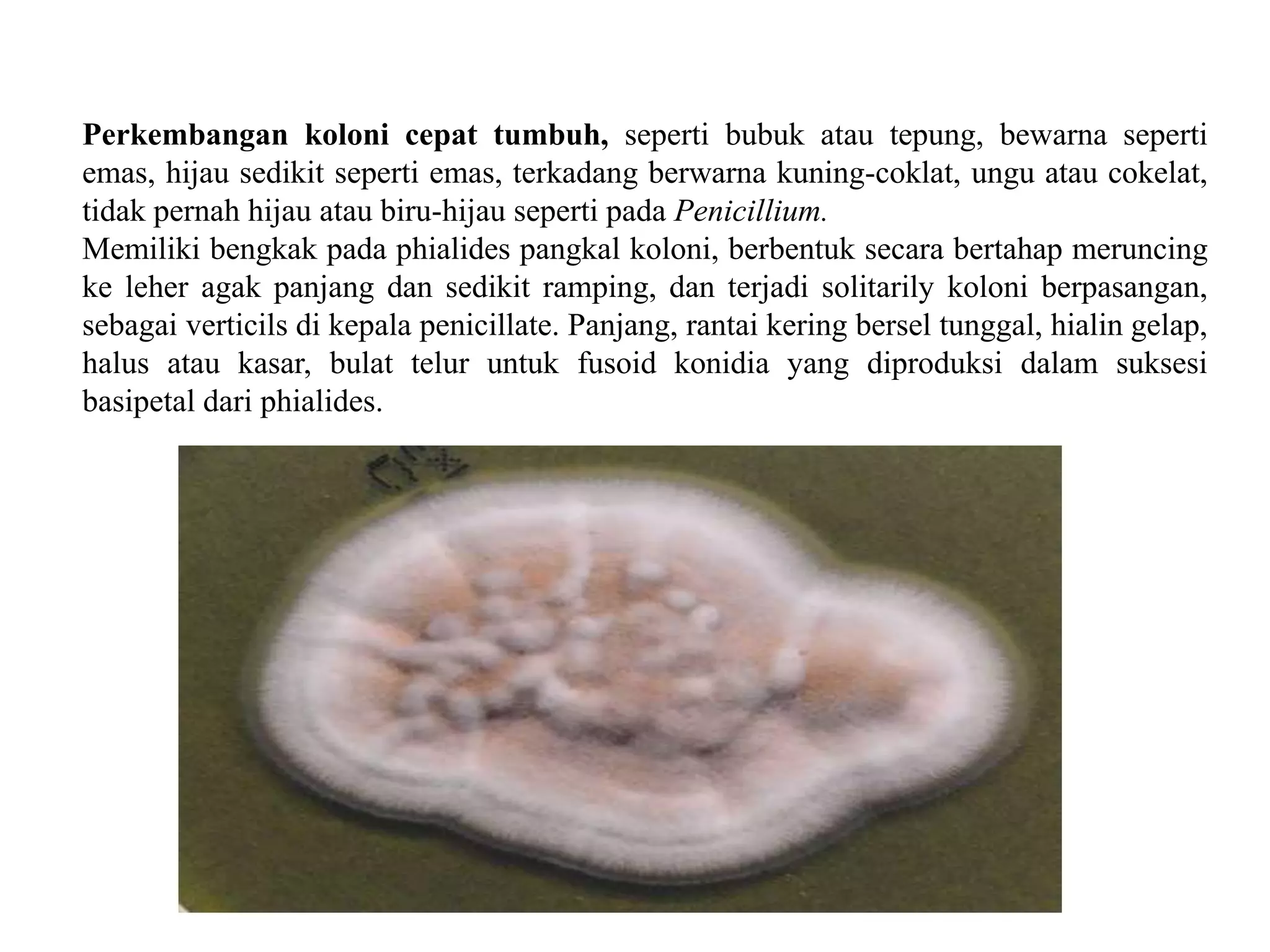 Penicillium Paecilomyces Aspergillus | PPTX