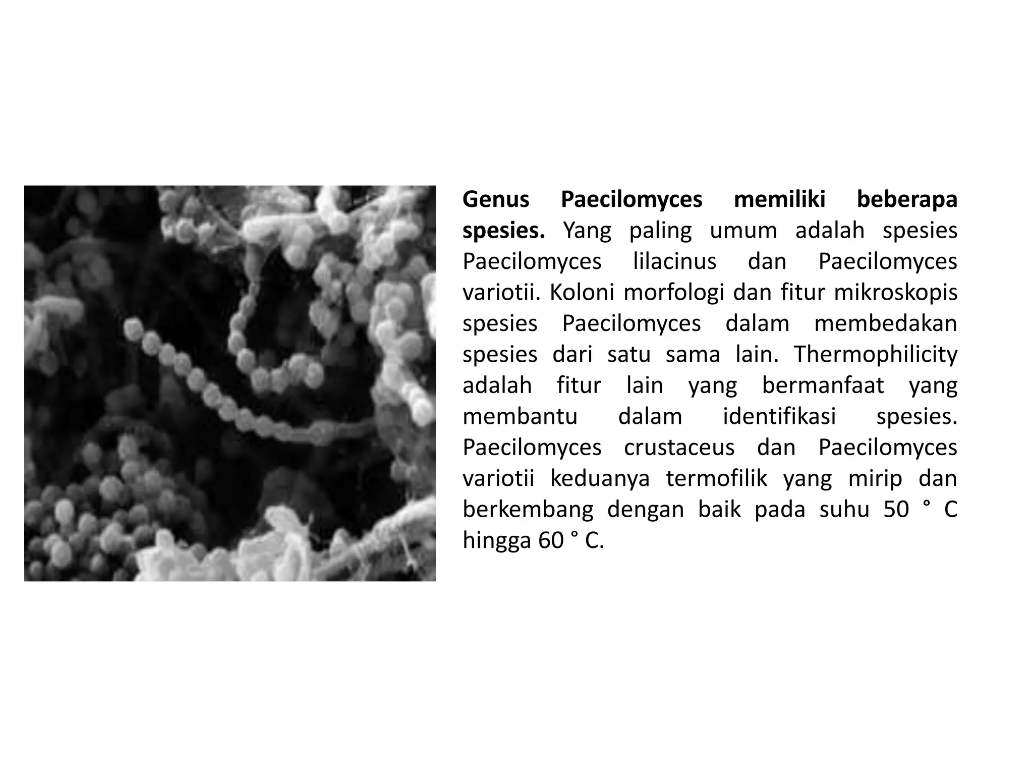 Penicillium Paecilomyces Aspergillus | PPTX