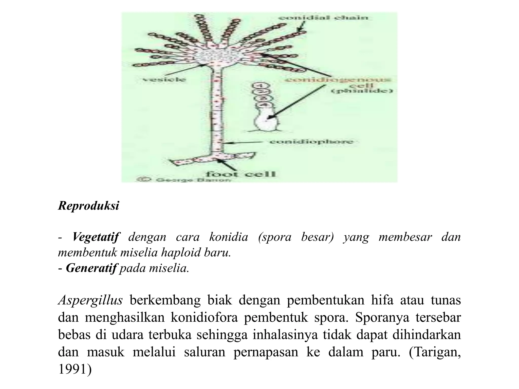 Penicillium Paecilomyces Aspergillus | PPTX