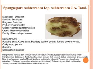 SPONGOSPORA DAN POLYMYXA | PPTX