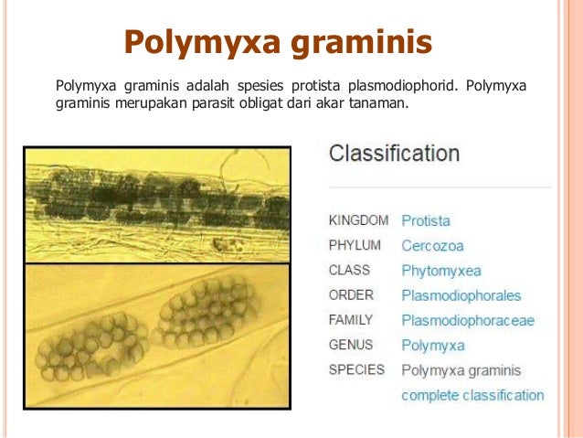SPONGOSPORA DAN POLYMYXA