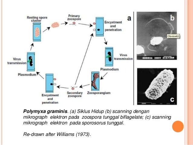SPONGOSPORA DAN POLYMYXA