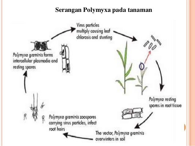 SPONGOSPORA DAN POLYMYXA