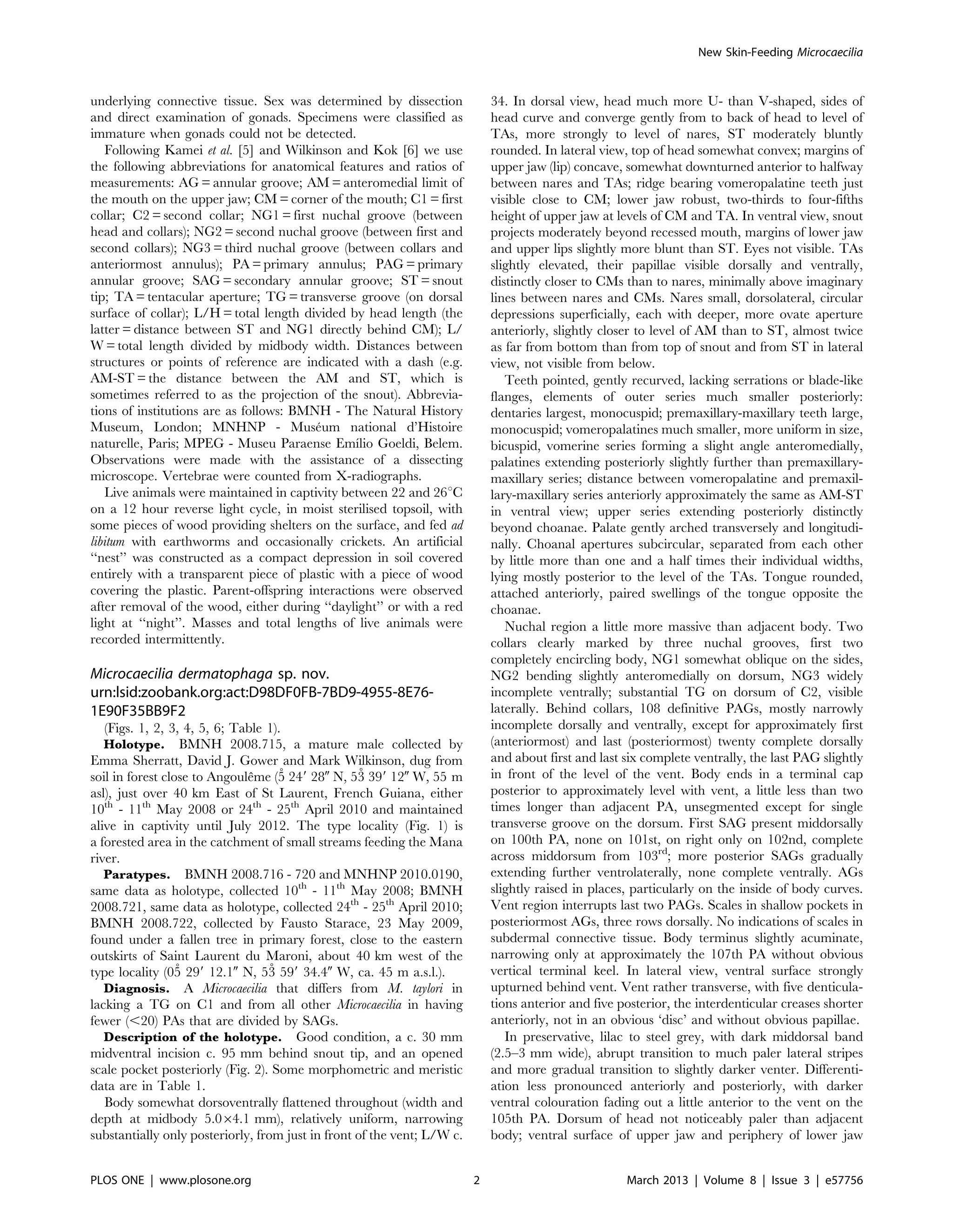 A New species of skin-feeding Caecilian | PDF
