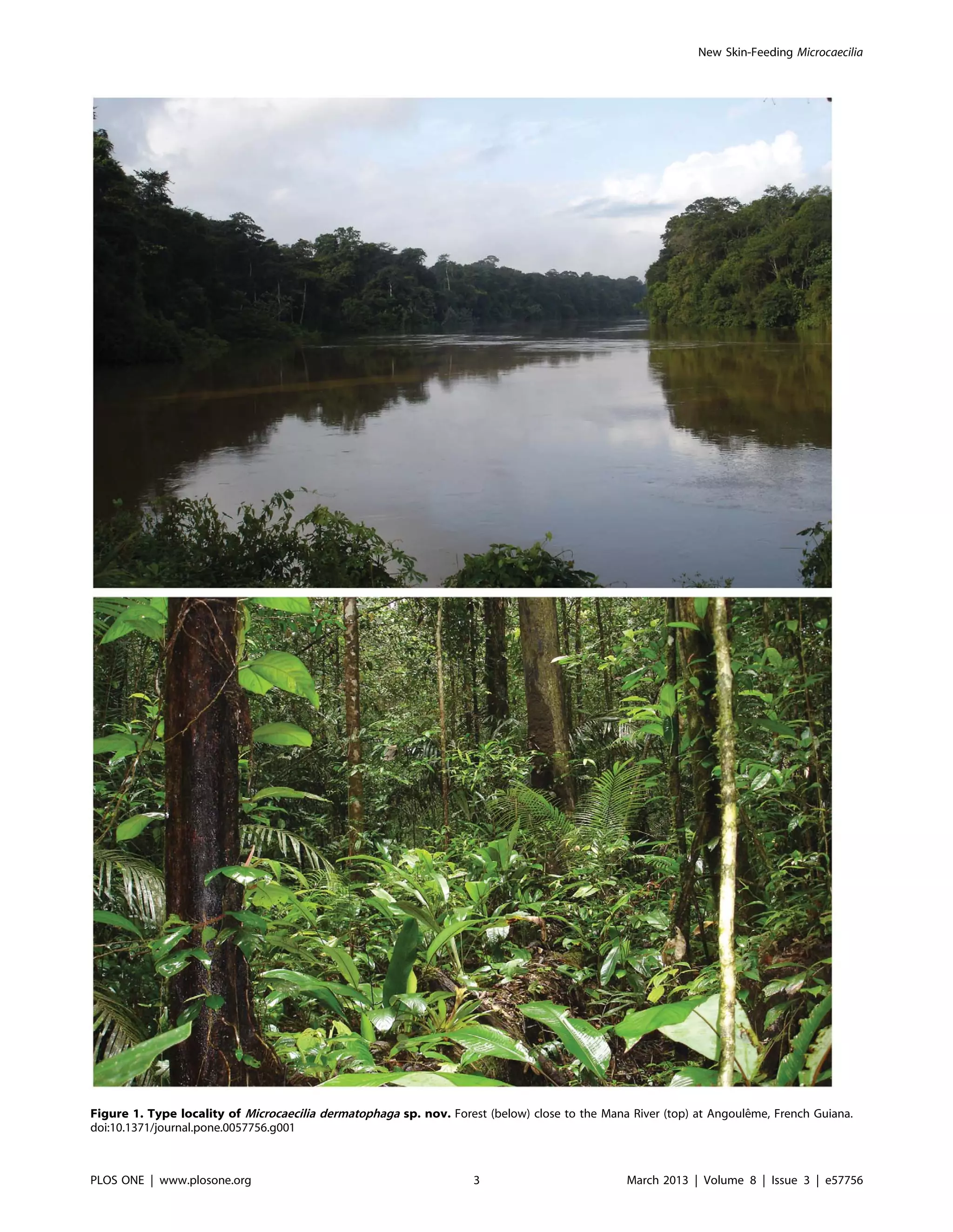 A New species of skin-feeding Caecilian | PDF