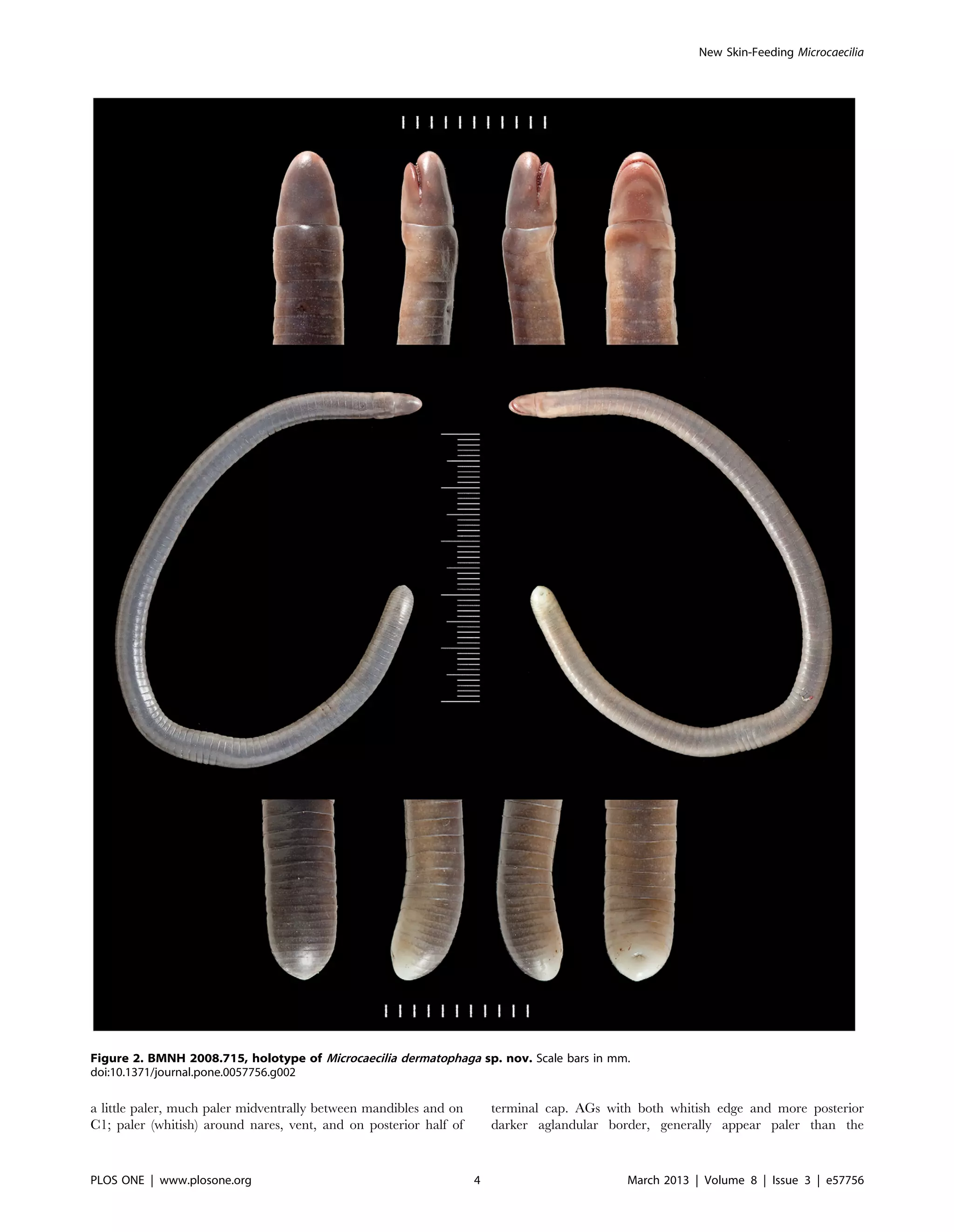 A New species of skin-feeding Caecilian | PDF