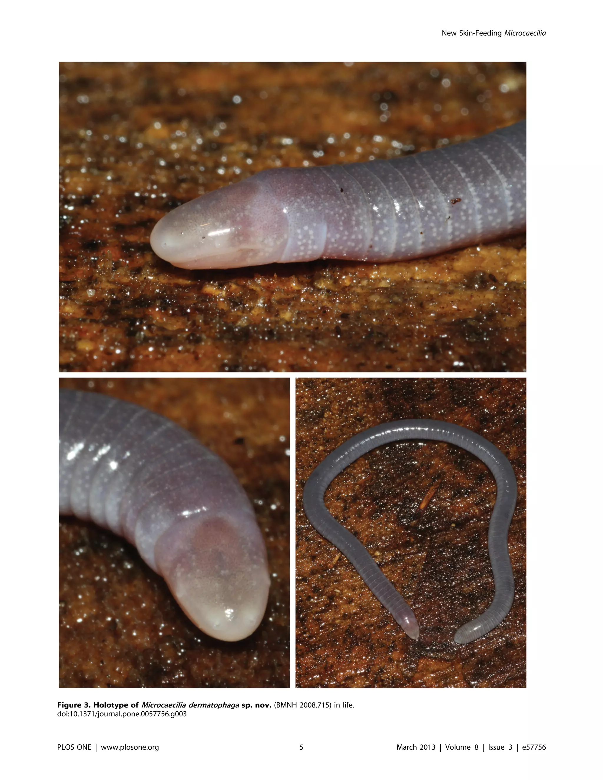 A New species of skin-feeding Caecilian | PDF