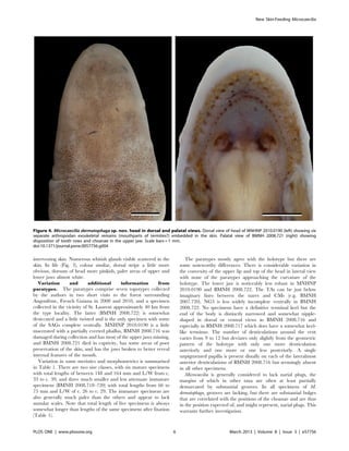 A New species of skin-feeding Caecilian | PDF
