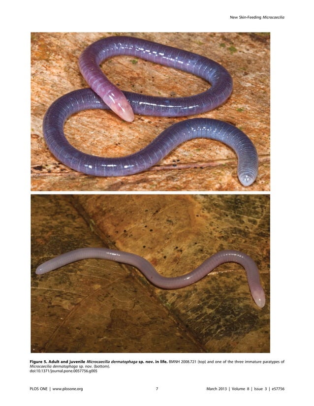 A New species of skin-feeding Caecilian | PDF