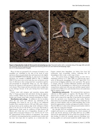 A New species of skin-feeding Caecilian | PDF