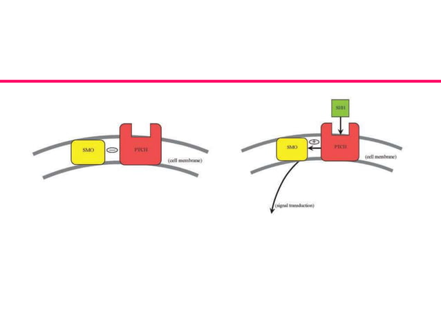 CARNOY’S SOLUTION AS A SURGICAL MEDICAMENT IN THE TREATMENT OF ...