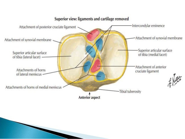 acl arthroscopic reconstruction single bundle vs double bundle