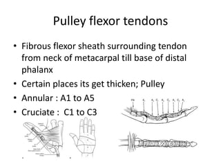 JOURNAL CLUB ON FLEXOR TENDON INJURIES.pptx