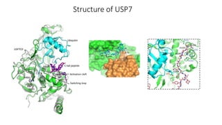 Journalclub_USP7_05_28.pptx