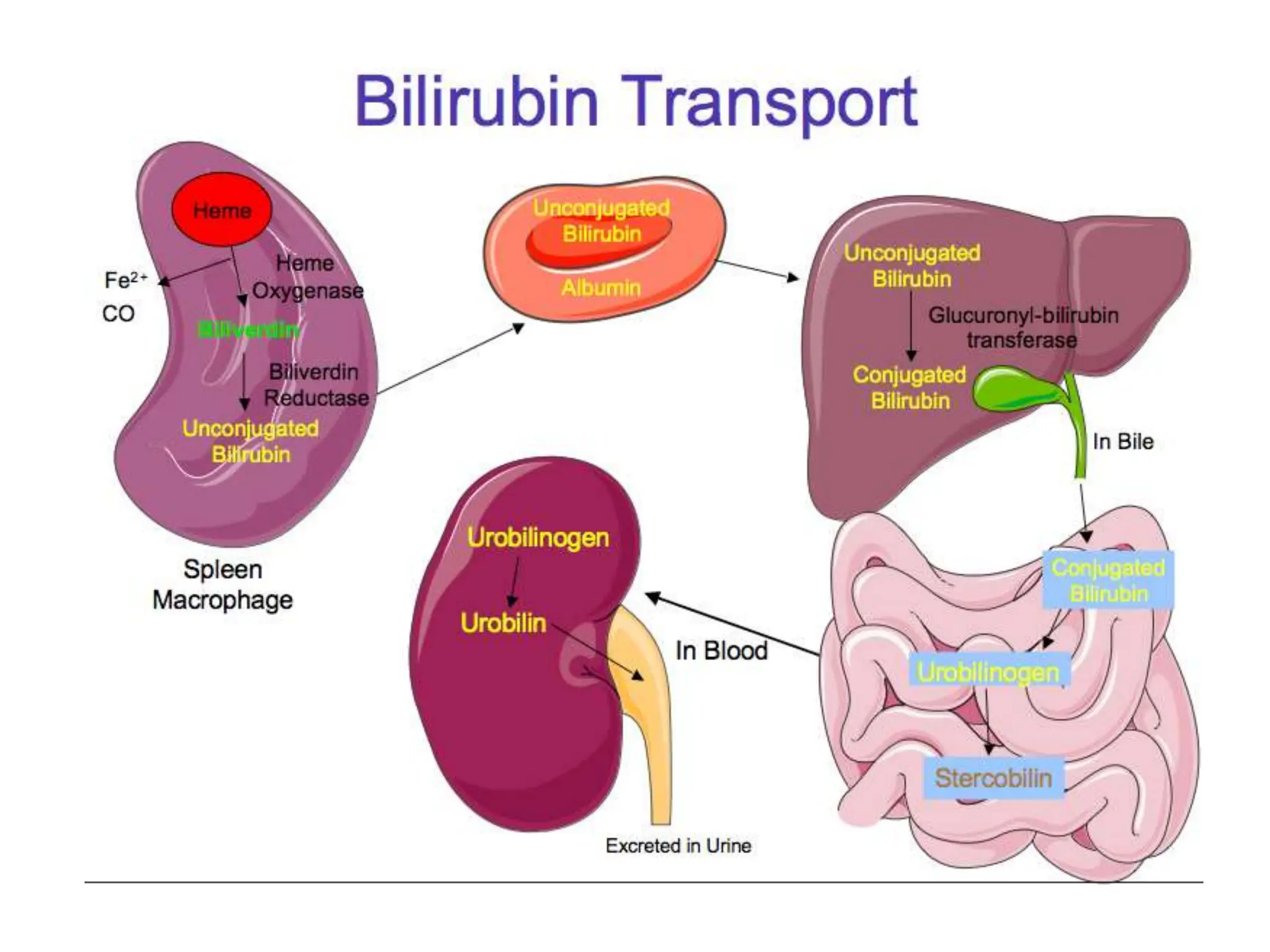 Biliary metabolism and physiology of LFT.pptx
