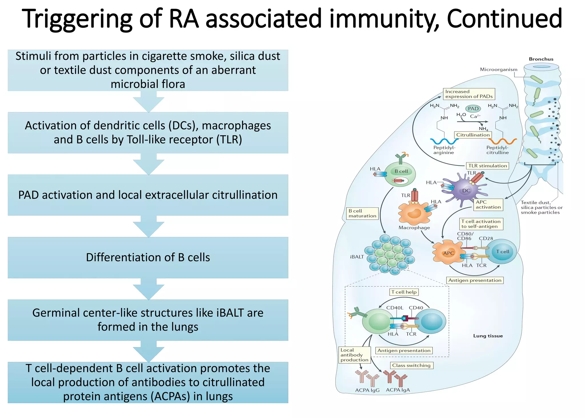 The immunopathogenesis of seropositive rheumatoid arthritis | PPTX