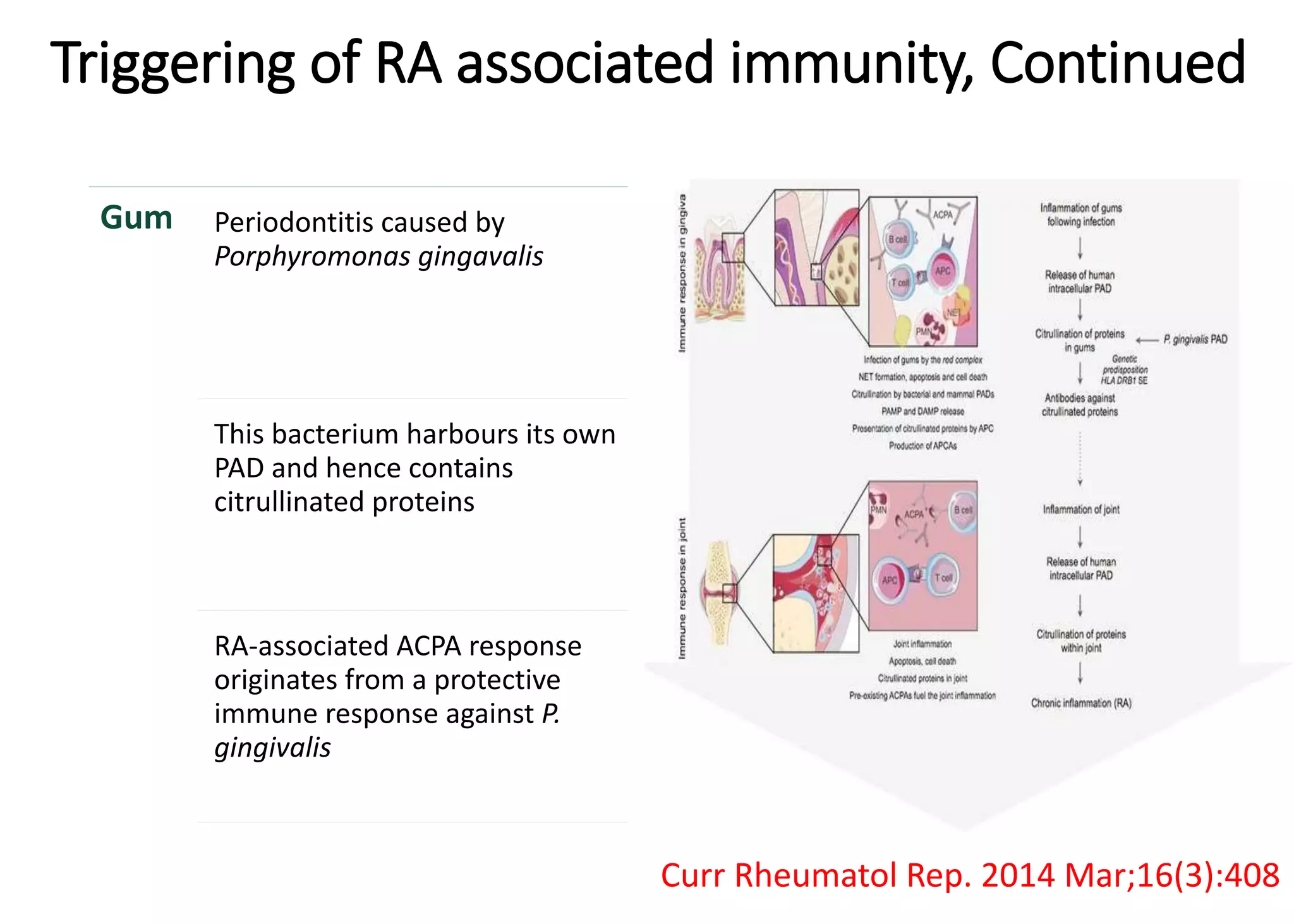 The immunopathogenesis of seropositive rheumatoid arthritis | PPTX