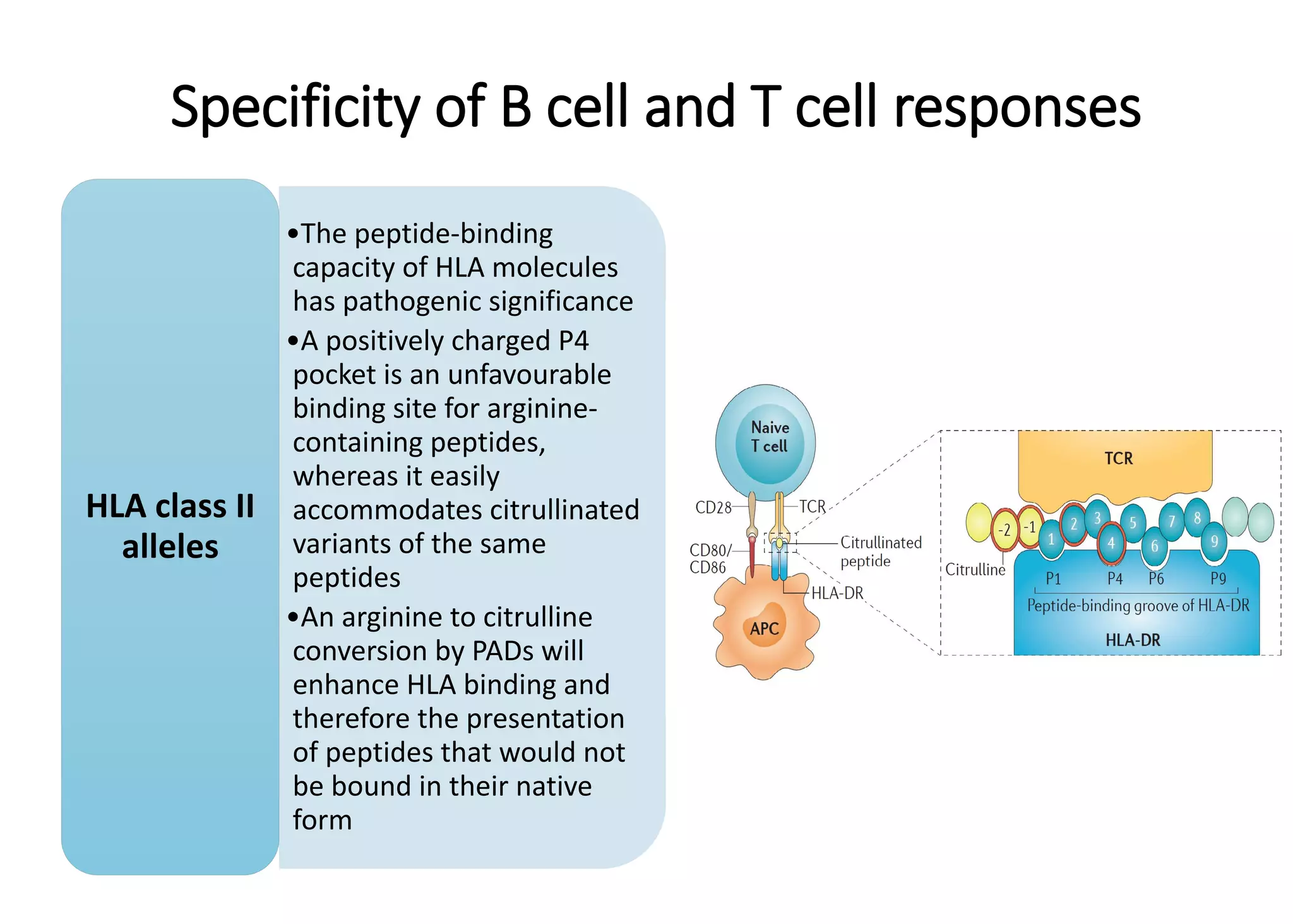 The immunopathogenesis of seropositive rheumatoid arthritis | PPTX