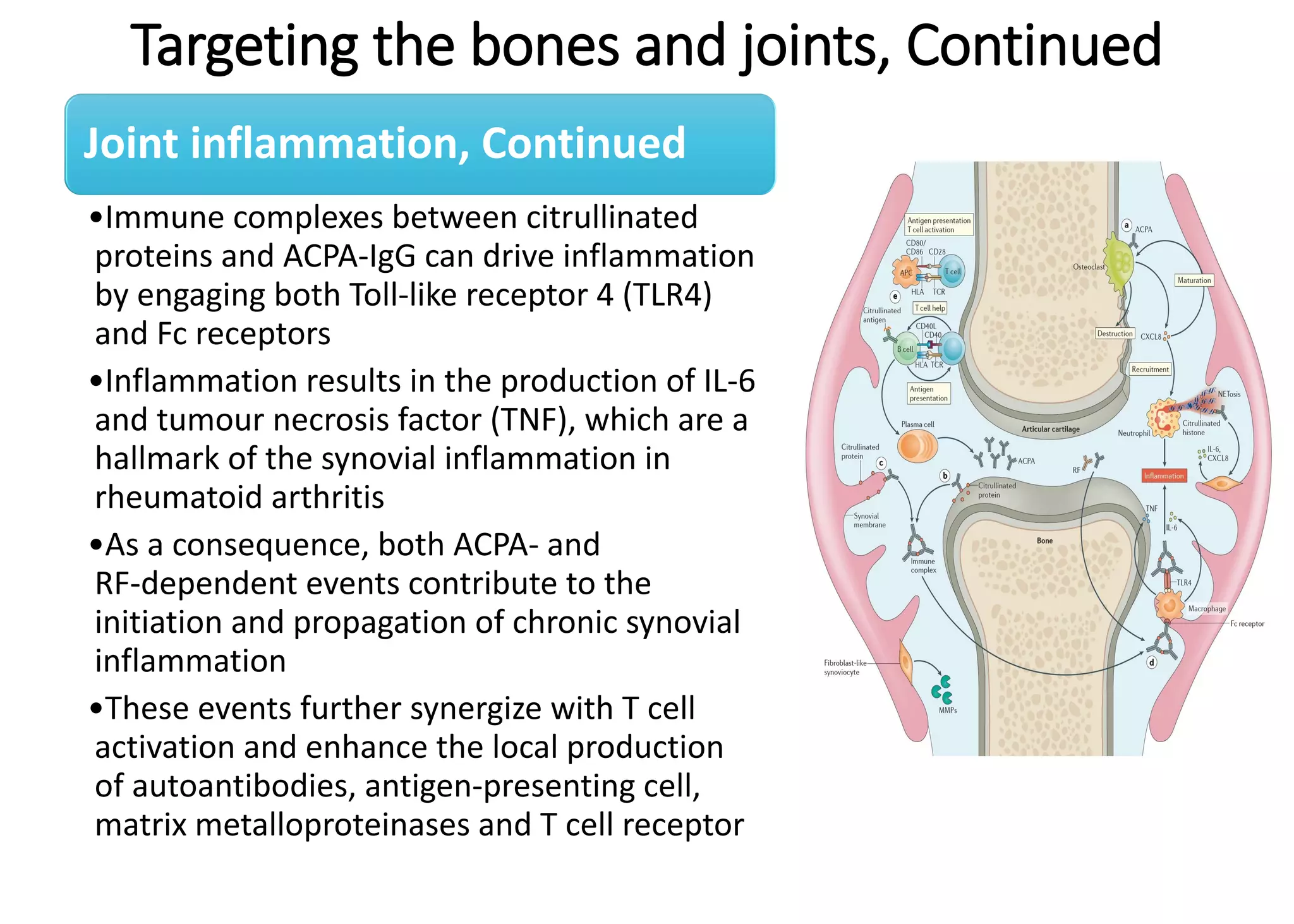 The immunopathogenesis of seropositive rheumatoid arthritis | PPT ...