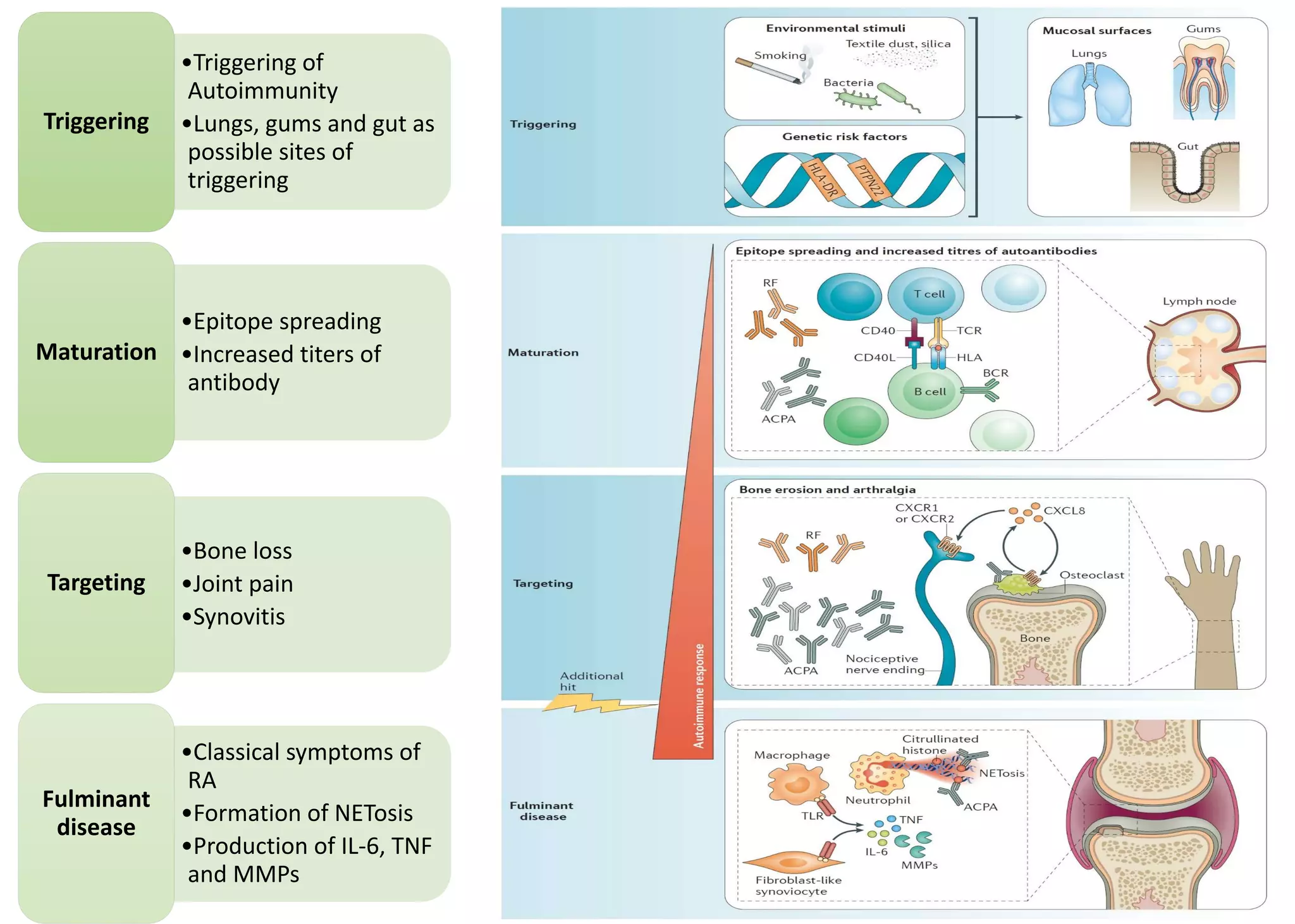 The immunopathogenesis of seropositive rheumatoid arthritis | PPTX