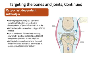 The immunopathogenesis of seropositive rheumatoid arthritis | PPTX