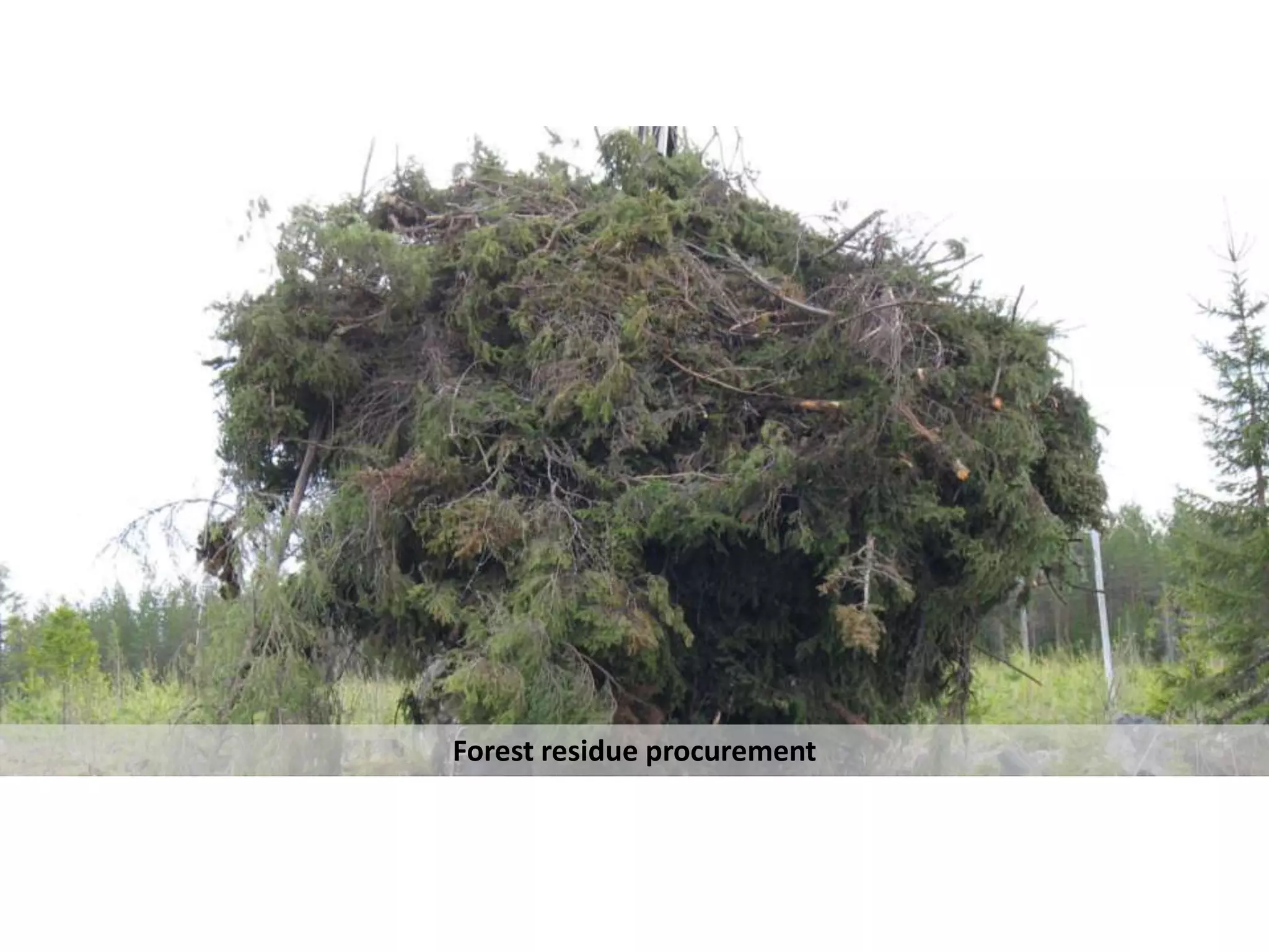 Forest Energy Presentation | PPTX