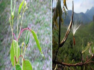 Journal presentation- Dr Ganga.K.S, PG SCHOLAR, Dravya Guna Vijnana ...