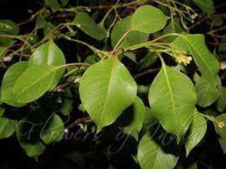 Journal presentation- Dr Ganga.K.S, PG SCHOLAR, Dravya Guna Vijnana ...