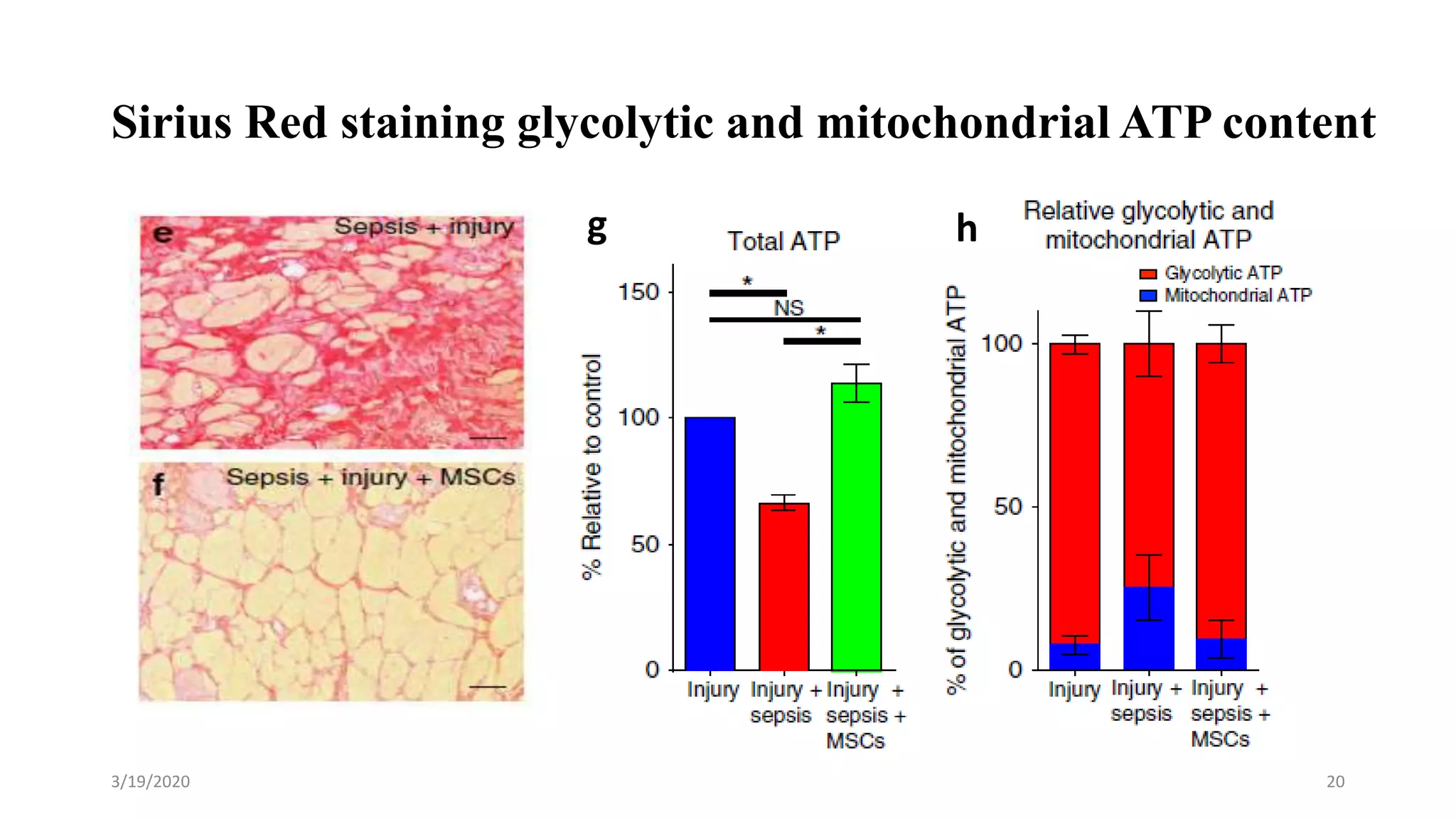 Sepsis Induces Long-term Metabolic and Mitochondrial Muscle Stem Cell ...