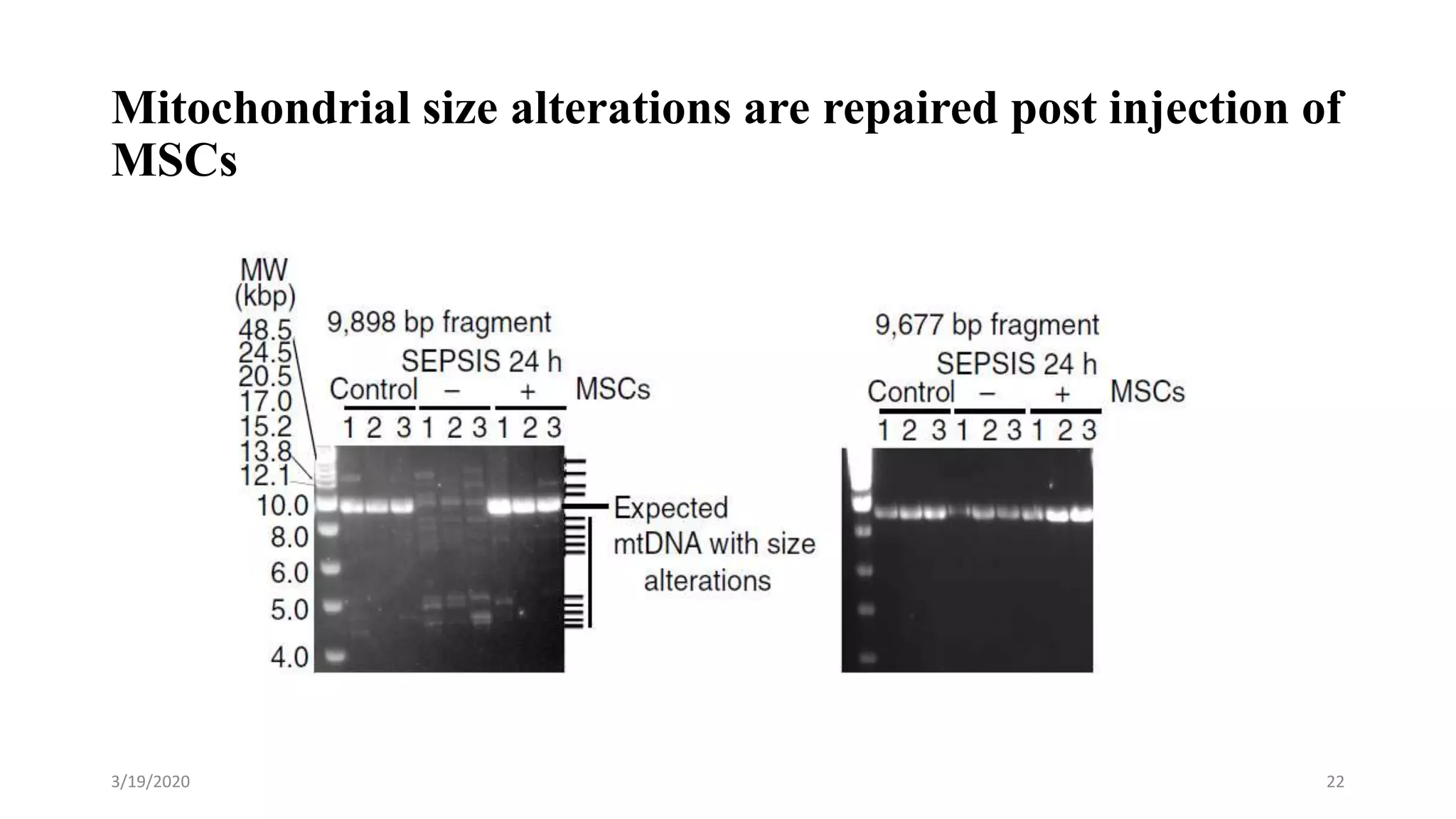 Sepsis Induces Long-term Metabolic and Mitochondrial Muscle Stem Cell ...