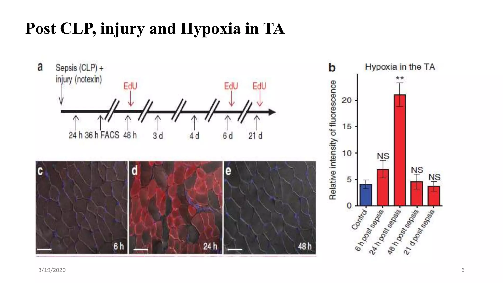 Sepsis Induces Long-term Metabolic and Mitochondrial Muscle Stem Cell ...