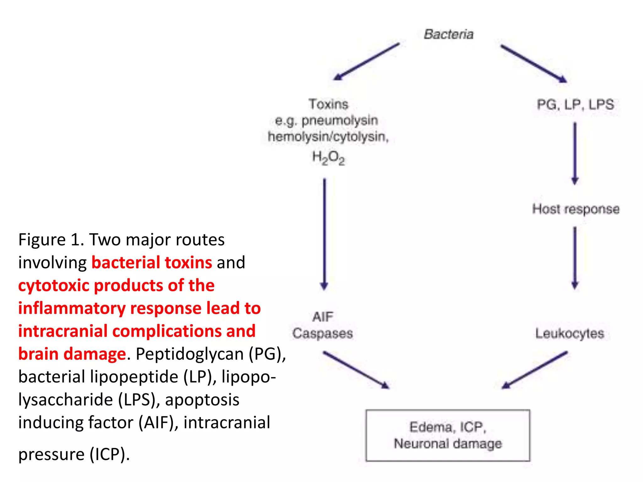 Pathophysiology and Treatment of Meningoencephalitis - A journal ...