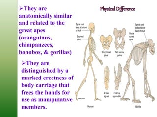 A Presentation on Journey from monkey to man.pptx