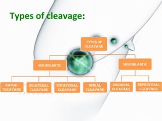Journey of an Embryo | PPT