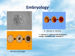 Journey of an Embryo | PPT