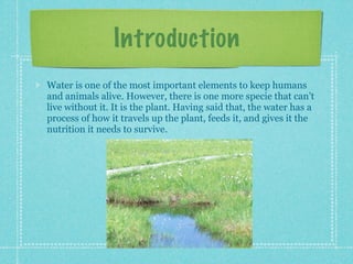 Journey of a water drop through a plant | KEY