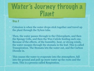 Journey of a water drop through a plant | KEY