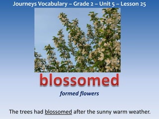 Journeysvocabulary_grade2_unit5_25 | PPT