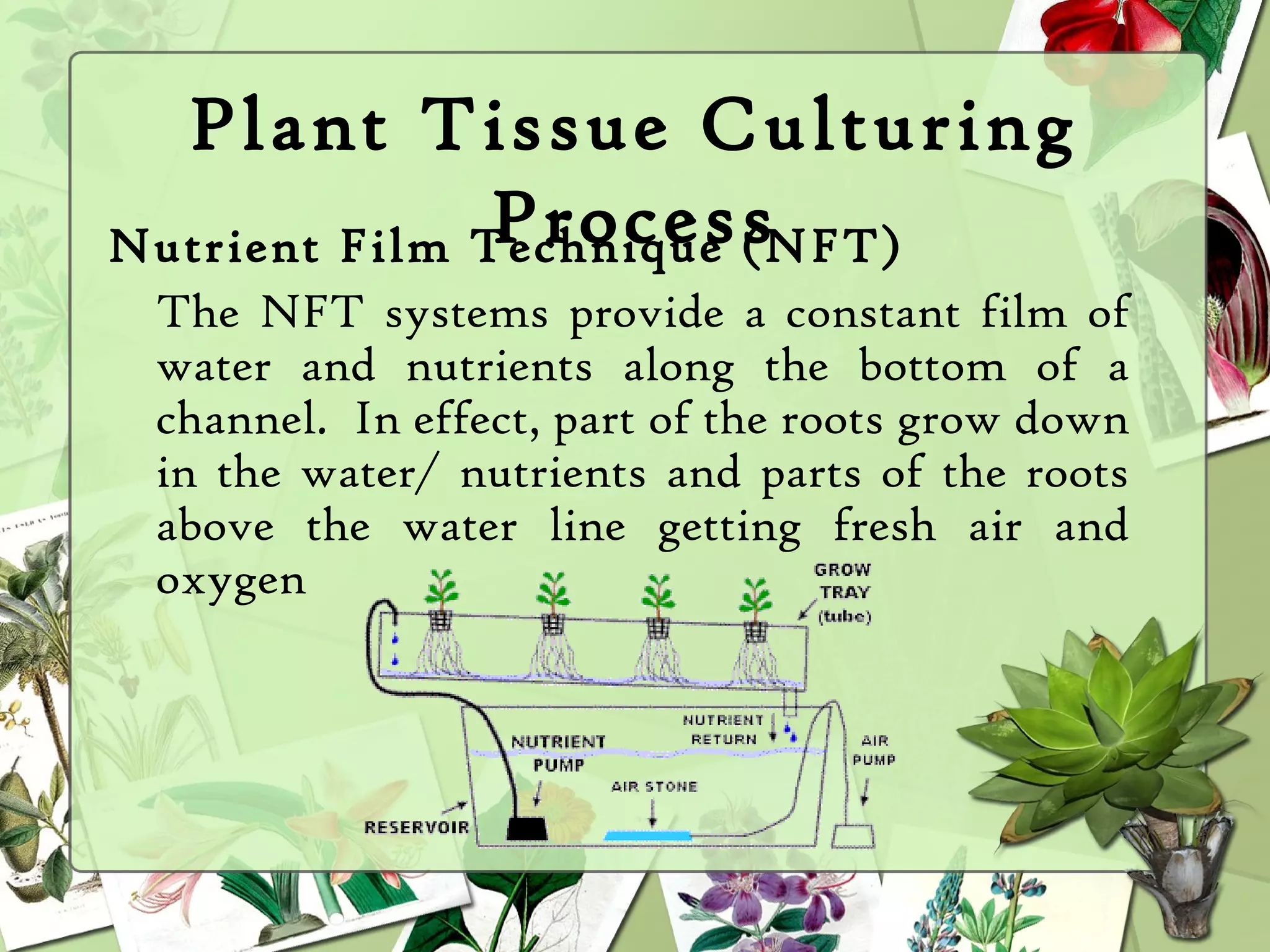 HYDROPHONICS | PPT