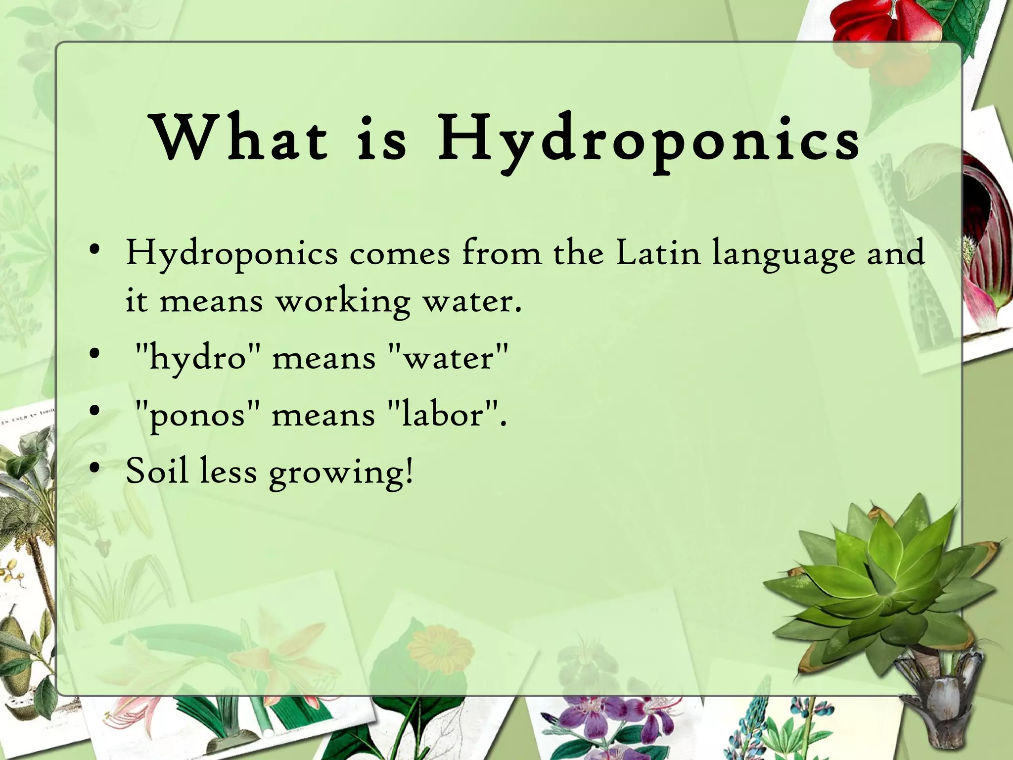 HYDROPHONICS | PPT