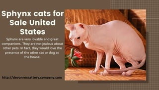 Sphynx Kittens For Sale | PDF