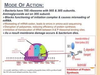 Gentamicin Aminoglycoside Antibiotic | PPTX