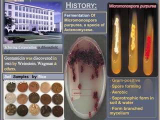 Gentamicin Aminoglycoside Antibiotic | PPTX