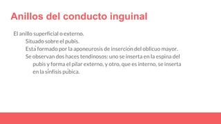 Anatomía de la región inguinal | PPTX