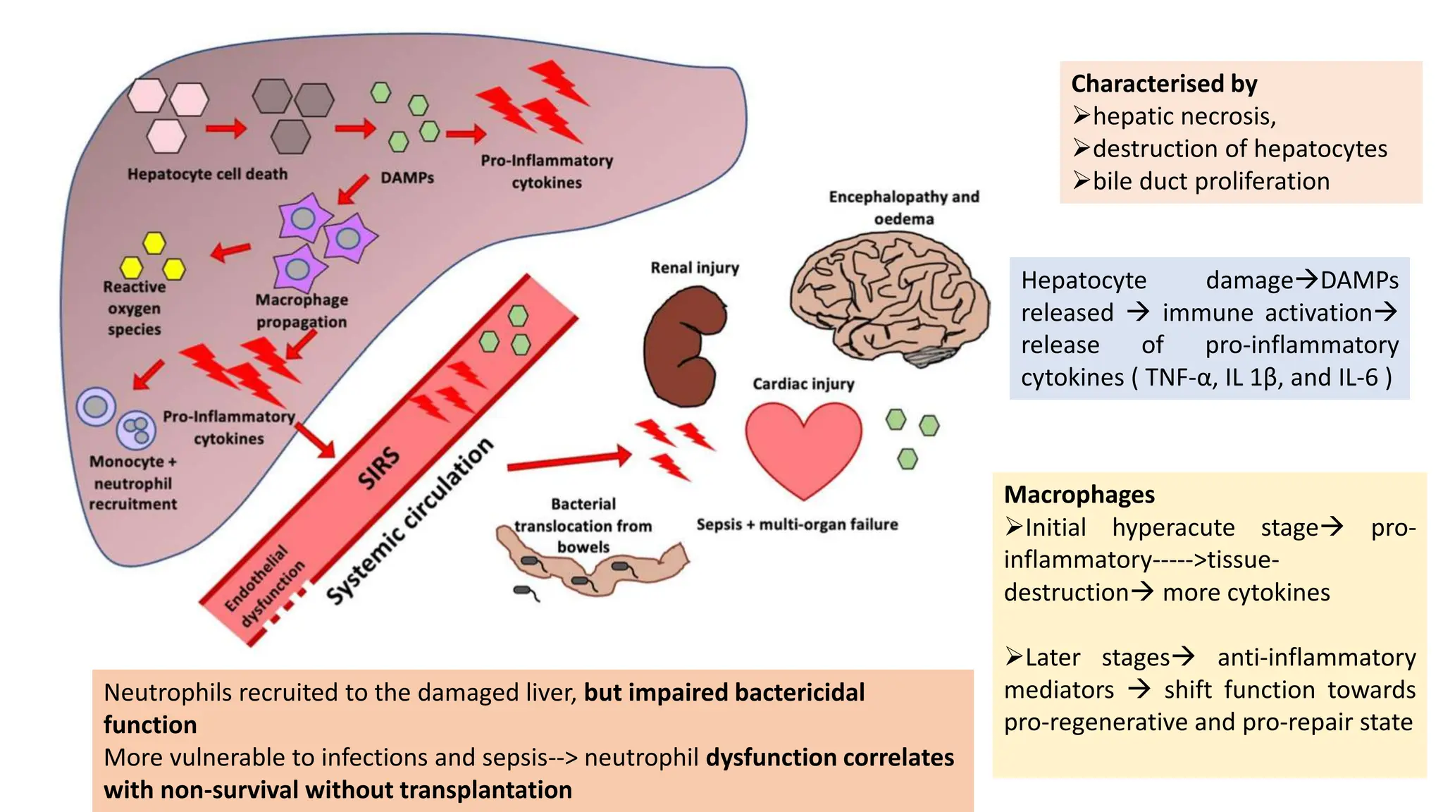 Presentation on acute liver failure.pptx