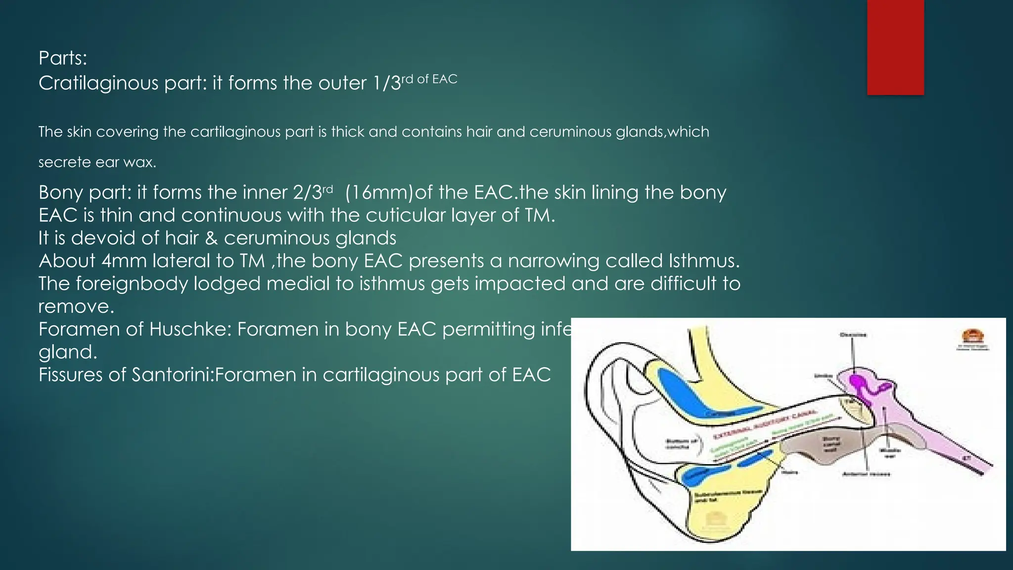 Jembyology &anatmoy of inner ear physiology | PPTX