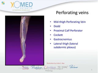 Jr veins anatomy and physiology | PPT | Heart and Cardiovascular ...