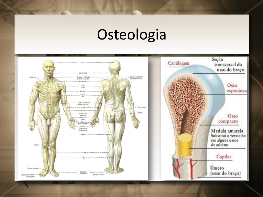 Osteologia